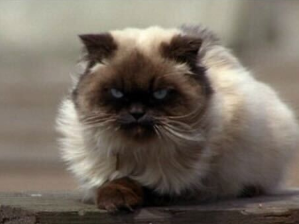 SIFFRAFF Selects: Movie Cats